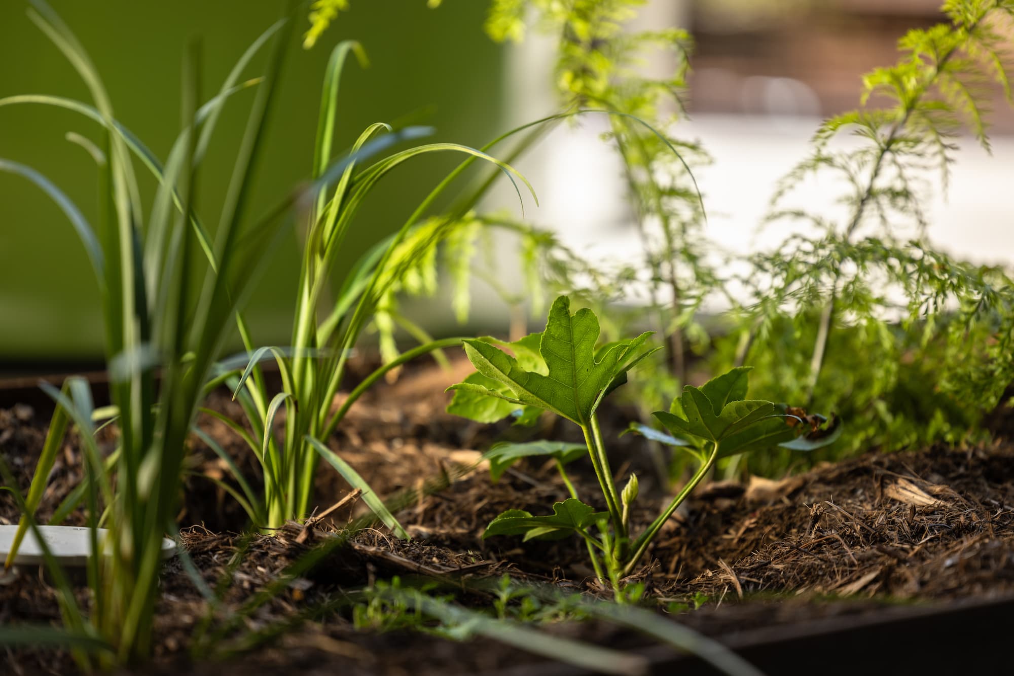 Tonsley drives towards a greener future with new MAB forest - Tonsley
